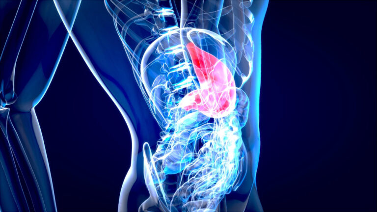 Ce este ficatul si care sunt functiile acestuia in corp? ️ Explicativ