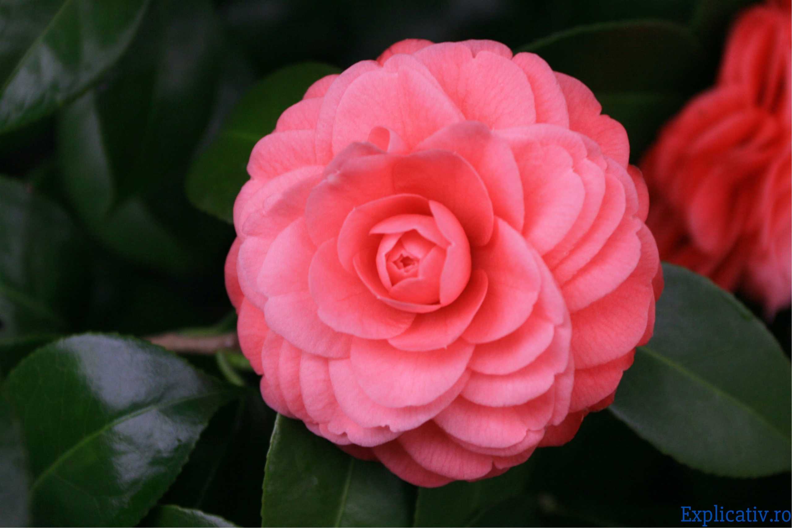 Cum să plantezi, crești și să îngrijești floarea Camelia ️ Explicativ