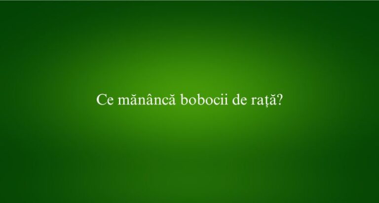 Ce mănâncă bobocii de rață? ️ Explicativ