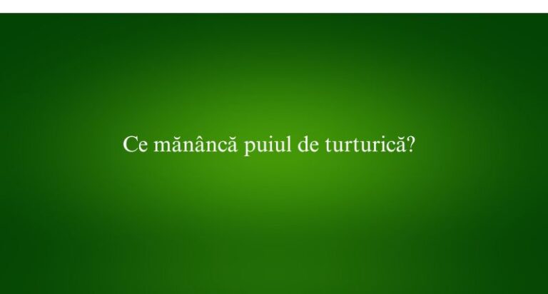 Ce mănâncă puiul de turturică? ️ Explicativ
