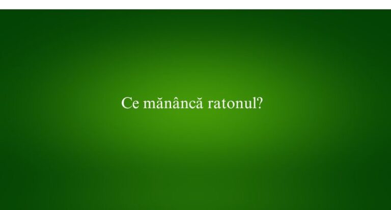 Ce mănâncă ratonul? ️ Explicativ