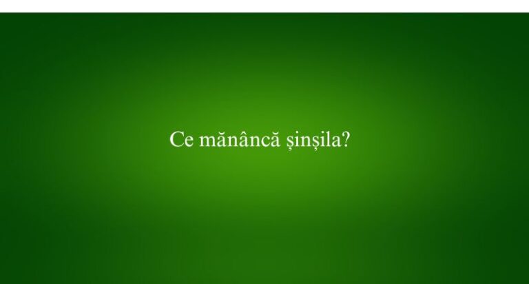 Ce mănâncă șinșila? ️ Explicativ